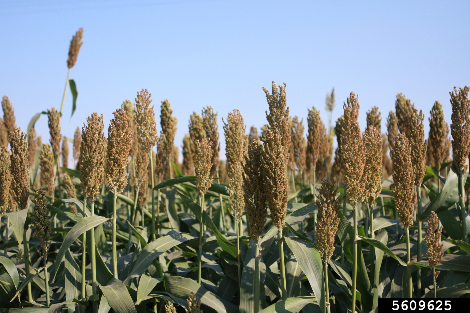 grain sorghum (Sorghum bicolor ssp. bicolor (L.) Moench)