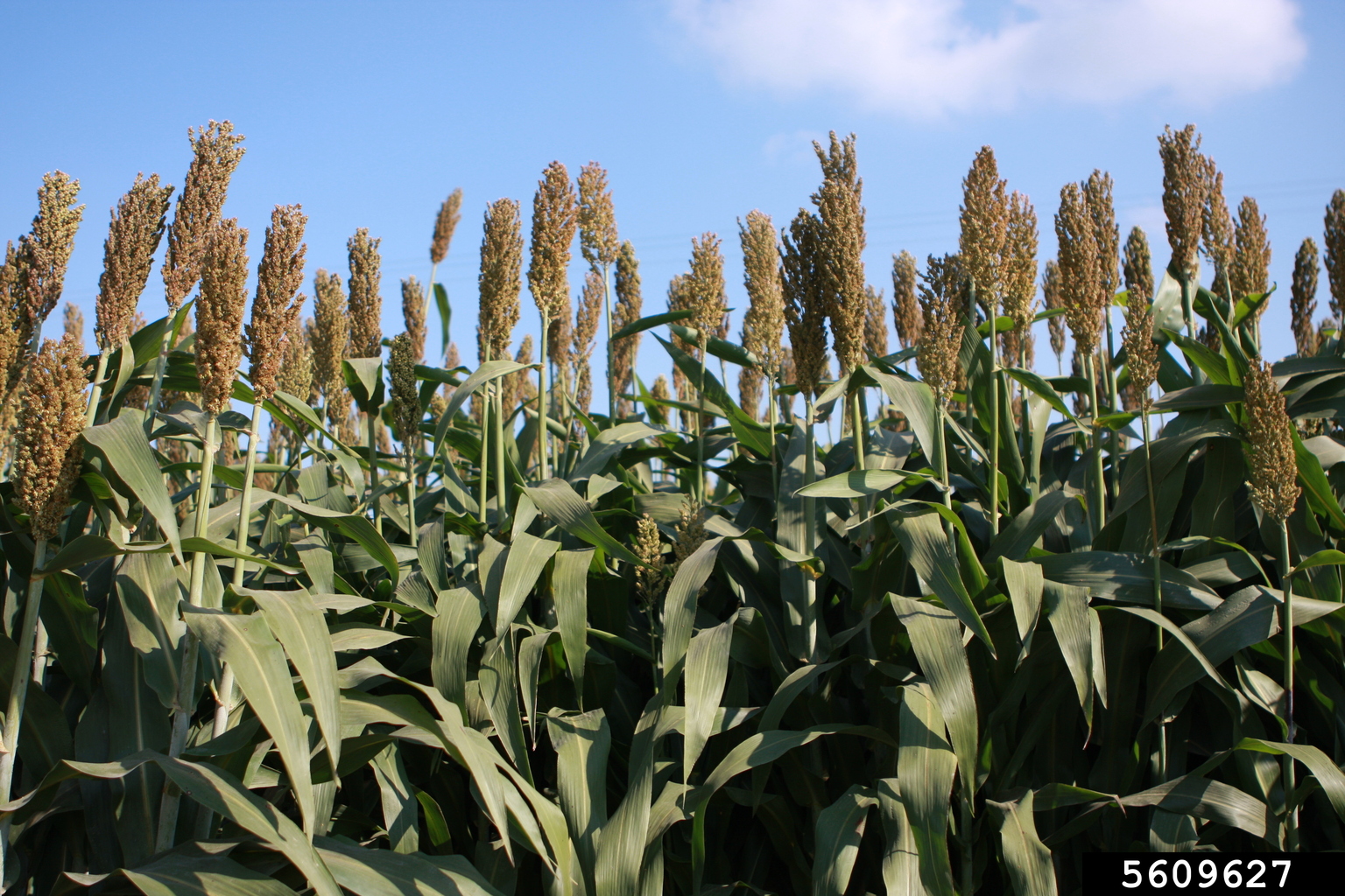 grain sorghum (Sorghum bicolor ssp. bicolor (L.) Moench)