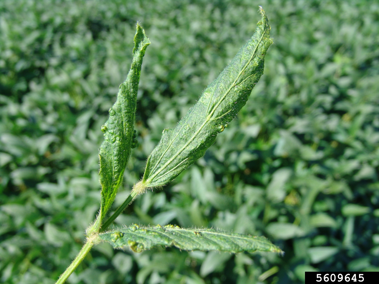 Bean Pod Mottle Virus (BPMV) (Comovirus Bean Pod Mottle Virus)