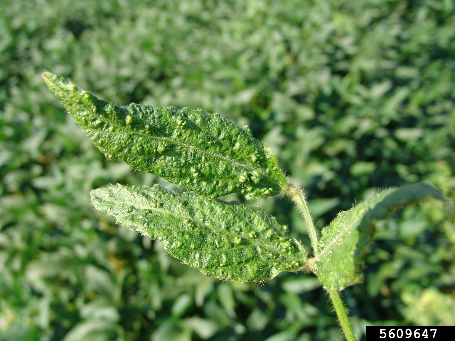 Bean Pod Mottle Virus (BPMV) (Comovirus Bean Pod Mottle Virus)
