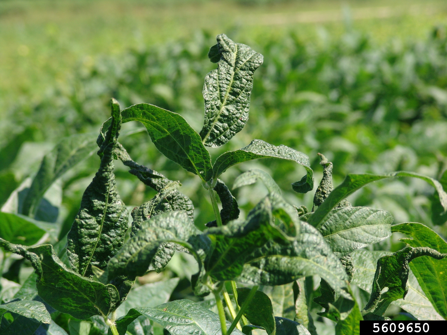 Bean Pod Mottle Virus (BPMV) (Comovirus Bean Pod Mottle Virus)