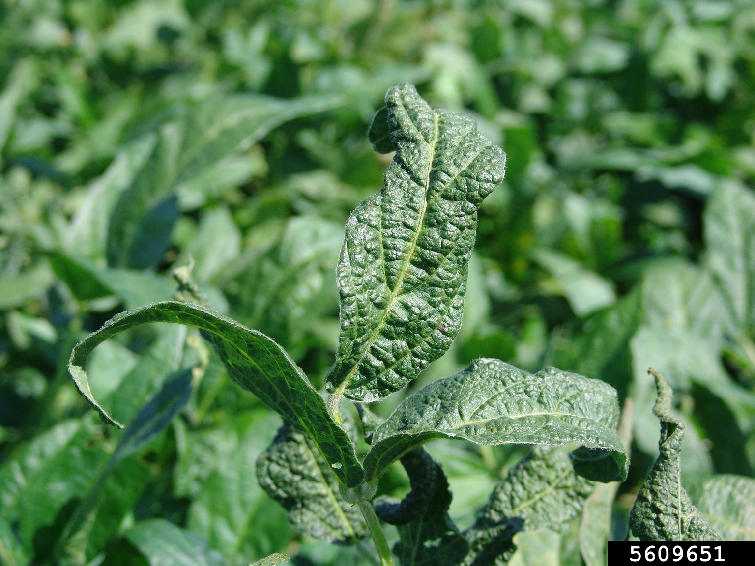 Bean Pod Mottle Virus (BPMV) (Comovirus Bean Pod Mottle Virus)