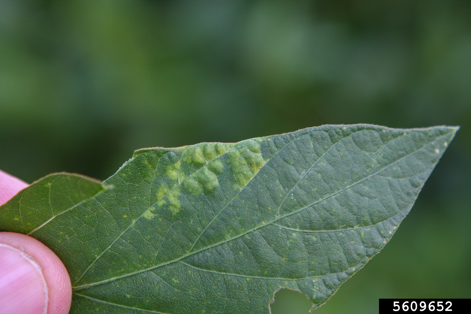 downy mildew (Peronospora manshurica (Naumov) Syd. In Gaum.)