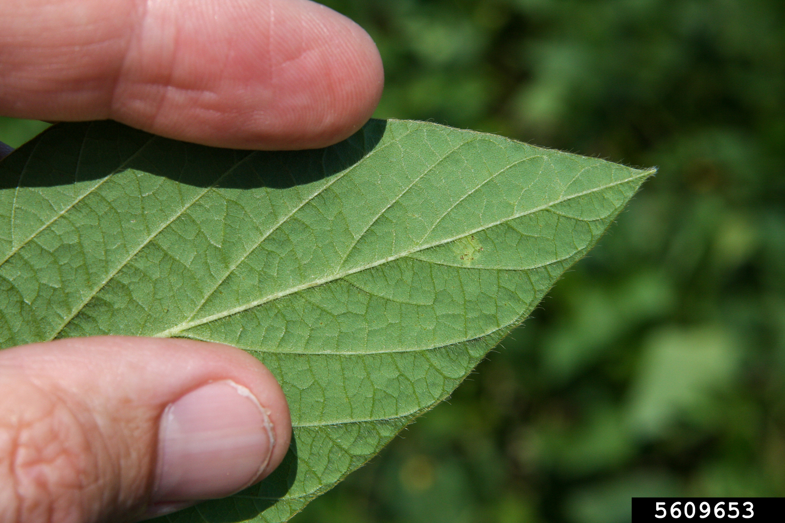 downy mildew (Peronospora manshurica (Naumov) Syd. In Gaum.)