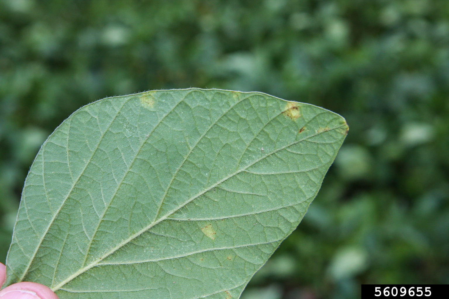 downy mildew (Peronospora manshurica (Naumov) Syd. In Gaum.)