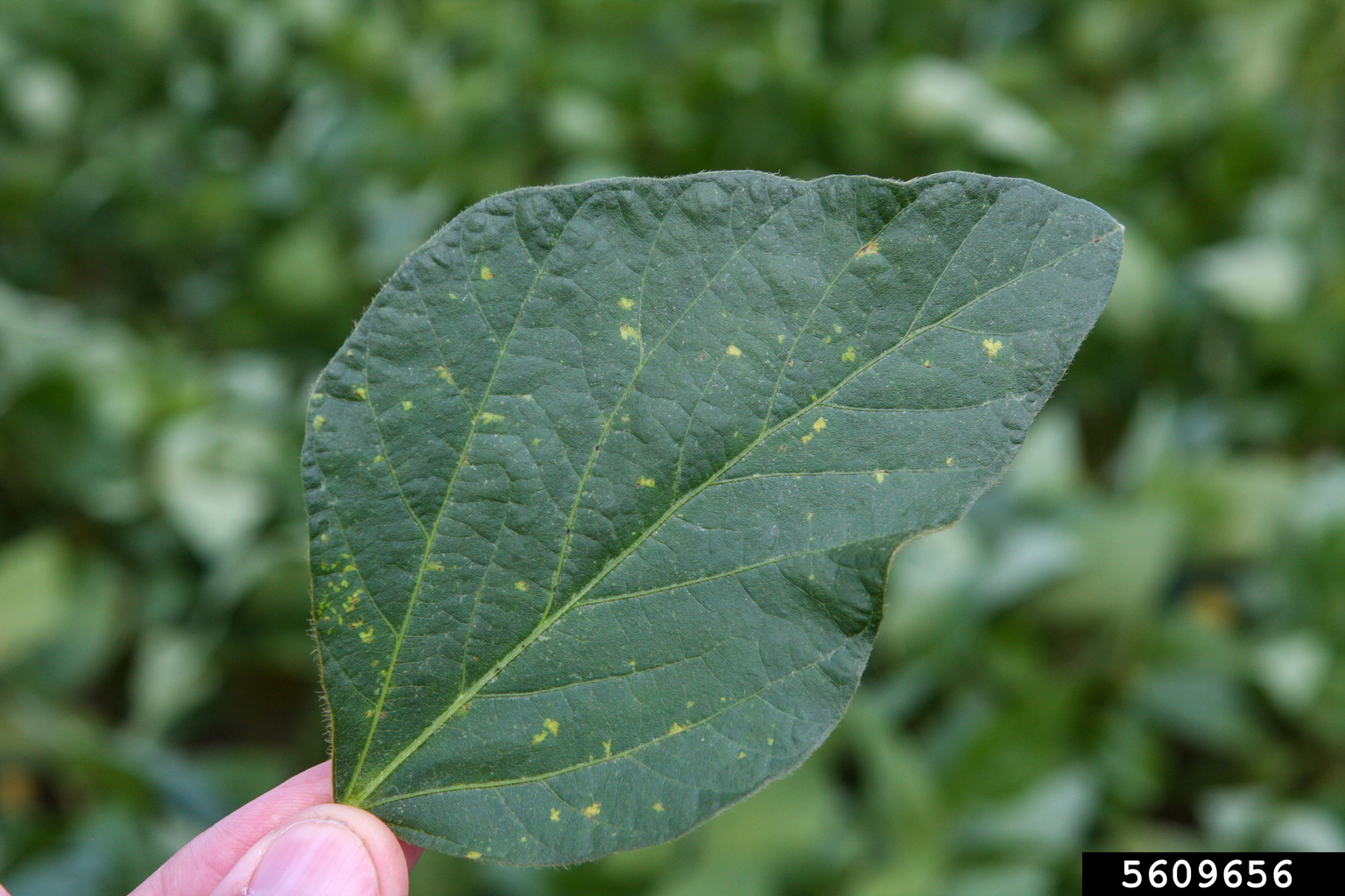 downy mildew (Peronospora manshurica (Naumov) Syd. In Gaum.)