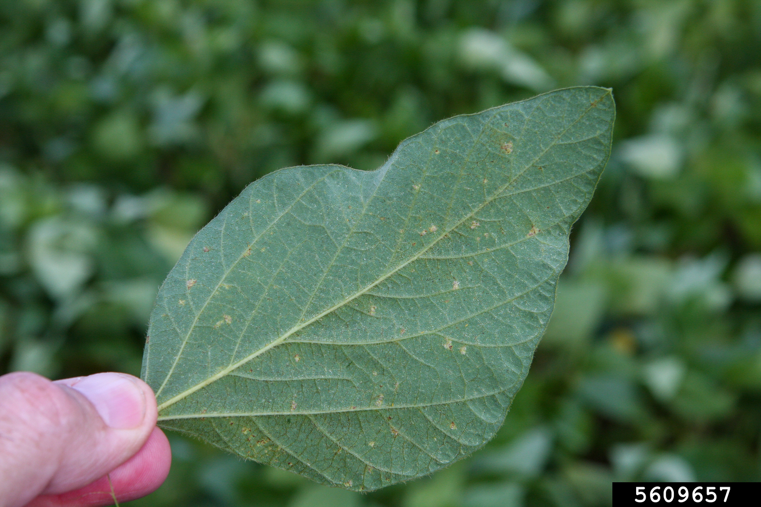 downy mildew (Peronospora manshurica (Naumov) Syd. In Gaum.)
