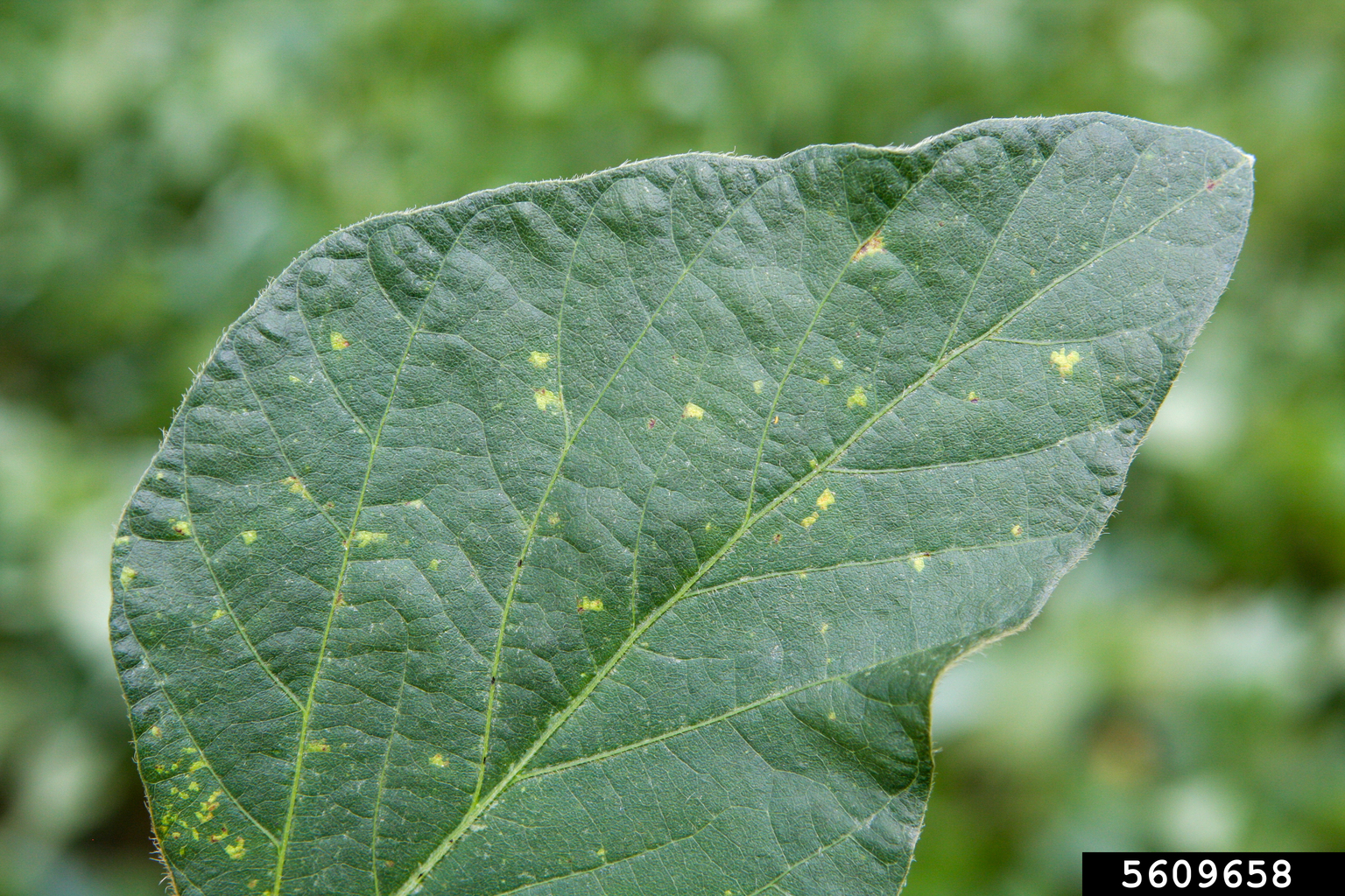 downy mildew (Peronospora manshurica (Naumov) Syd. In Gaum.)