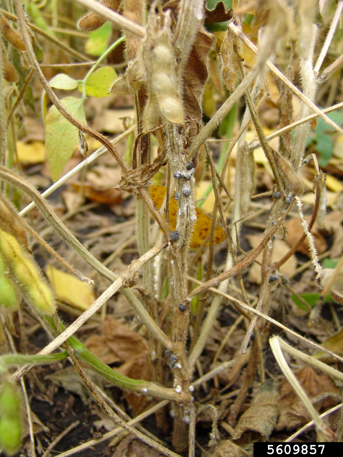 Sclerotinia timber rot (Sclerotinia sclerotiorum (Lib.) de Bary)
