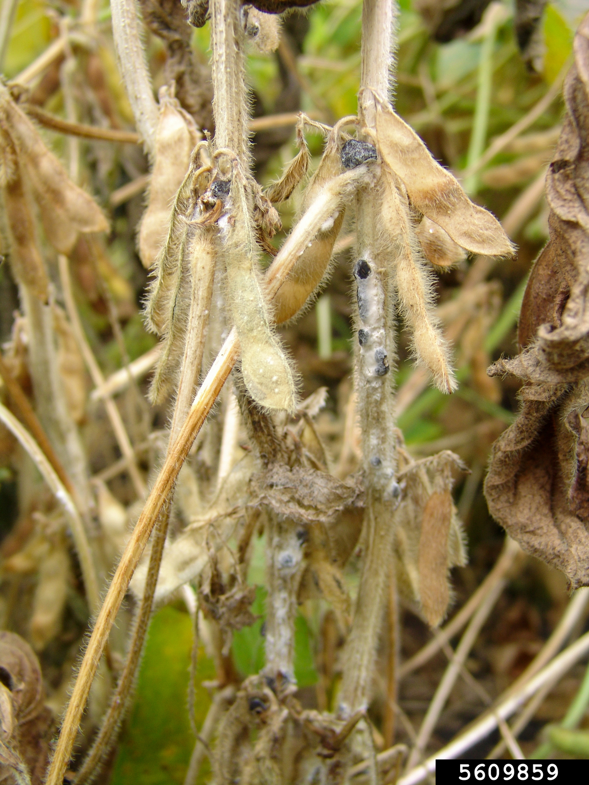 Sclerotinia timber rot (Sclerotinia sclerotiorum (Lib.) de Bary)