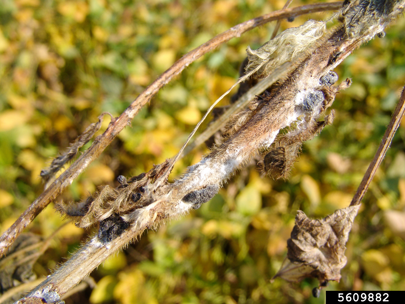 Sclerotinia timber rot (Sclerotinia sclerotiorum (Lib.) de Bary)