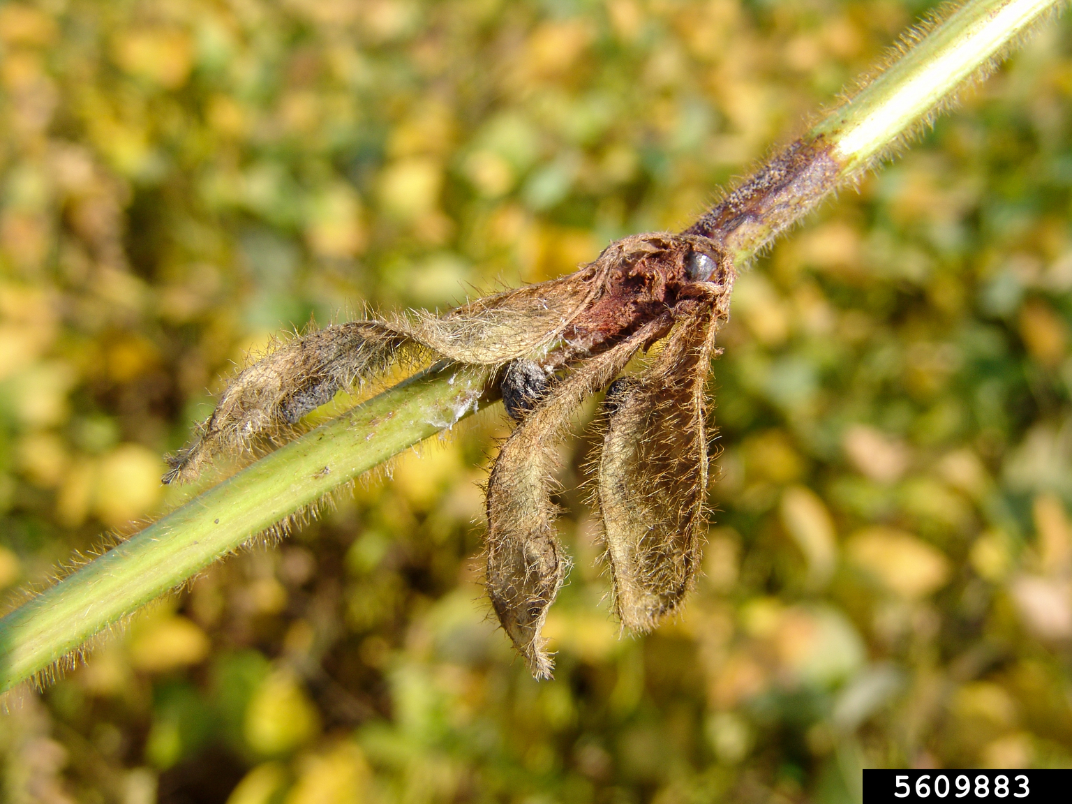 Sclerotinia timber rot (Sclerotinia sclerotiorum)