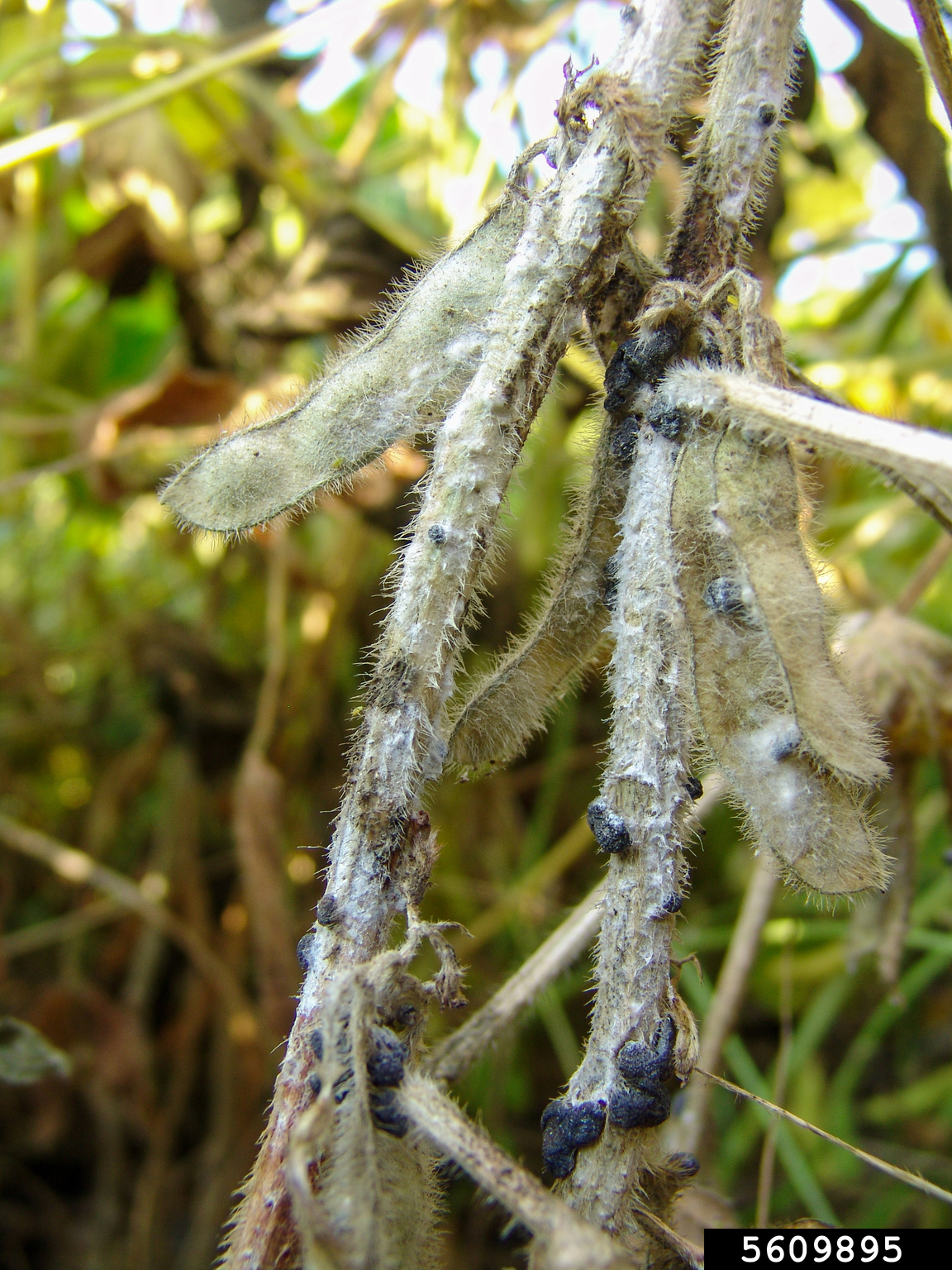 Sclerotinia timber rot (Sclerotinia sclerotiorum (Lib.) de Bary)