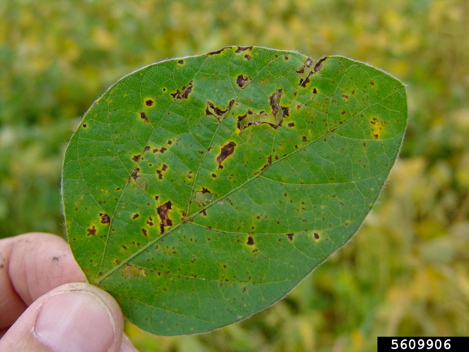 bacterial blight (Pseudomonas savastanoi pv. glycinea)