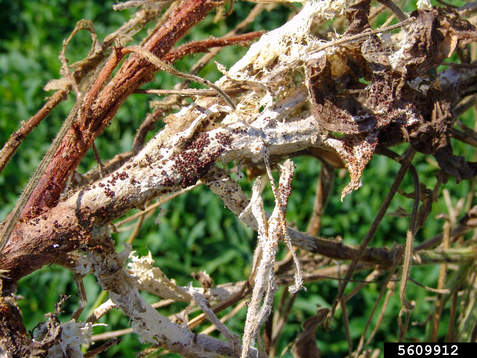 southern blight (Athelia rolfsii (Curzi) C.C. Tu & Kimbr.)