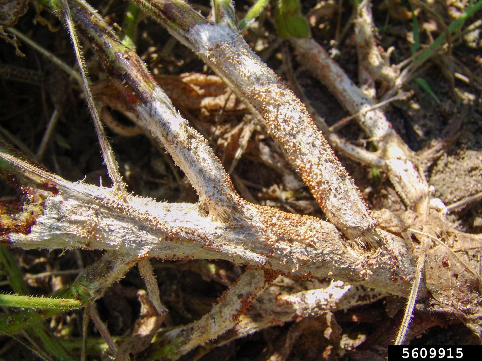southern blight (Athelia rolfsii (Curzi) C.C. Tu & Kimbr.)