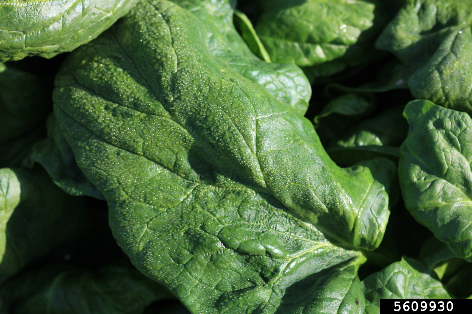 spinach (Spinacia oleracea)