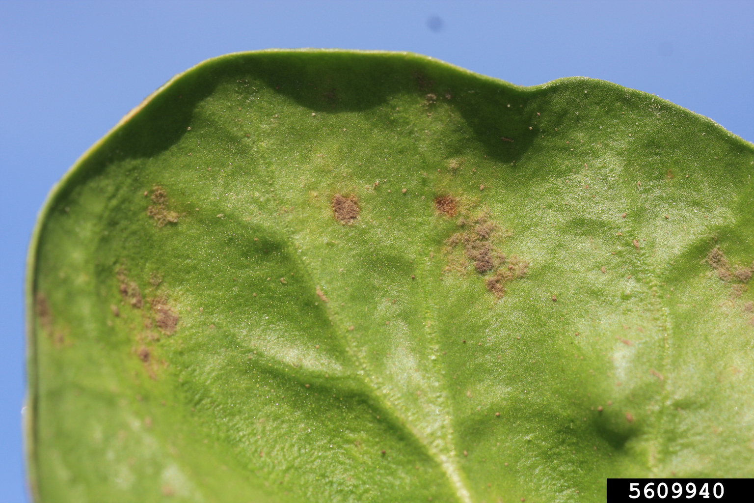 downy mildew (Peronospora farinosa (Fr.) Fr)