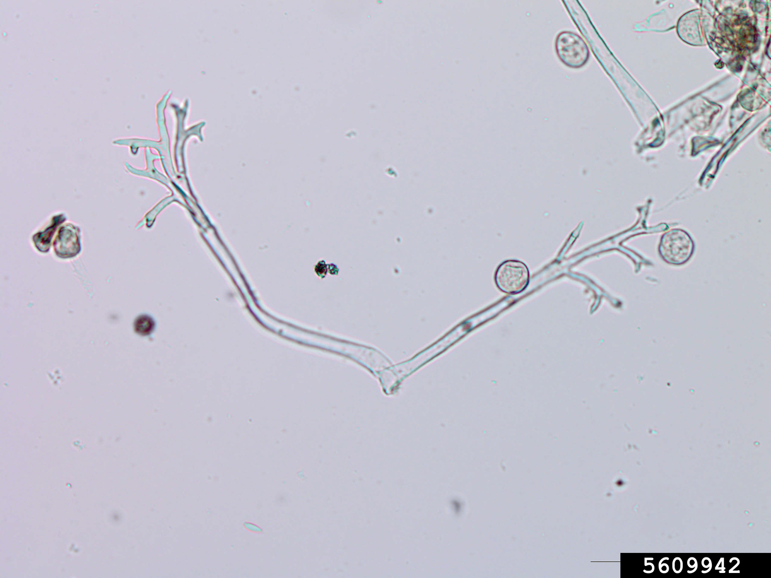 downy mildew (Peronospora farinosa (Fr.) Fr)
