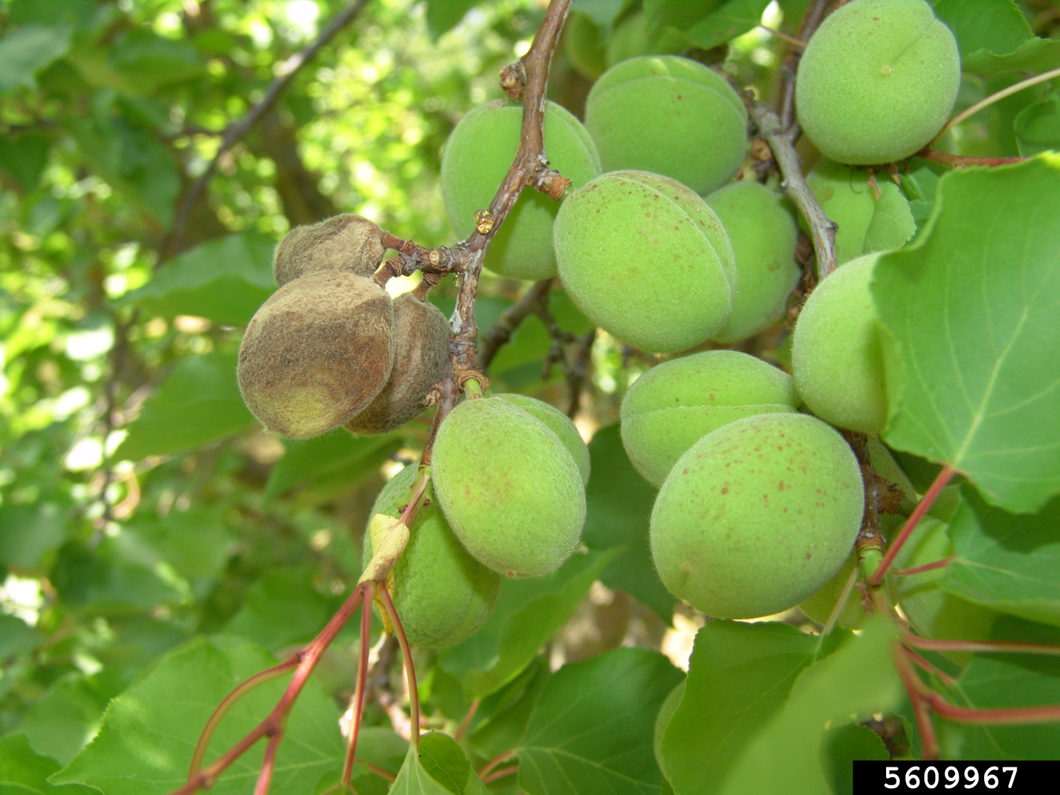 gray mold (Botrytis cinerea)