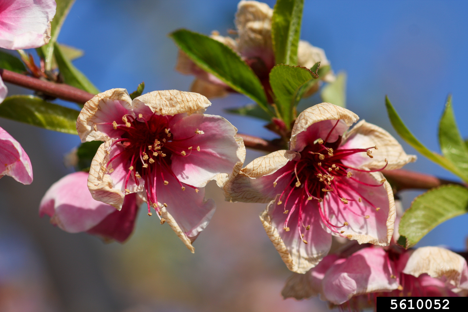 peach (Prunus persica (L.) Batsch)
