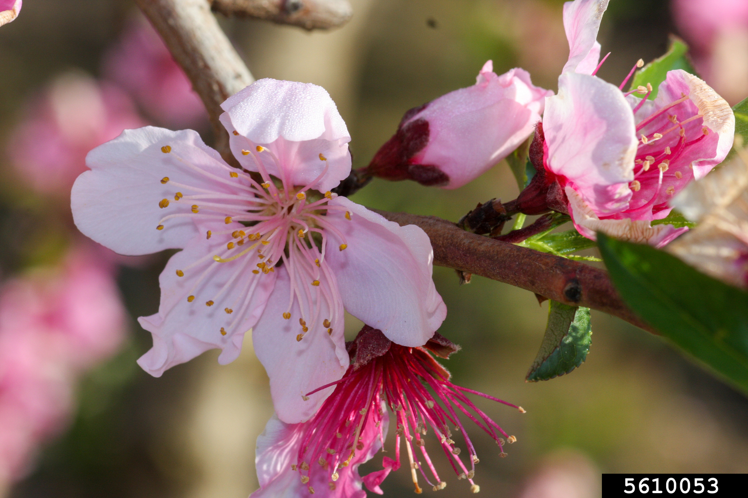 peach (Prunus persica (L.) Batsch)
