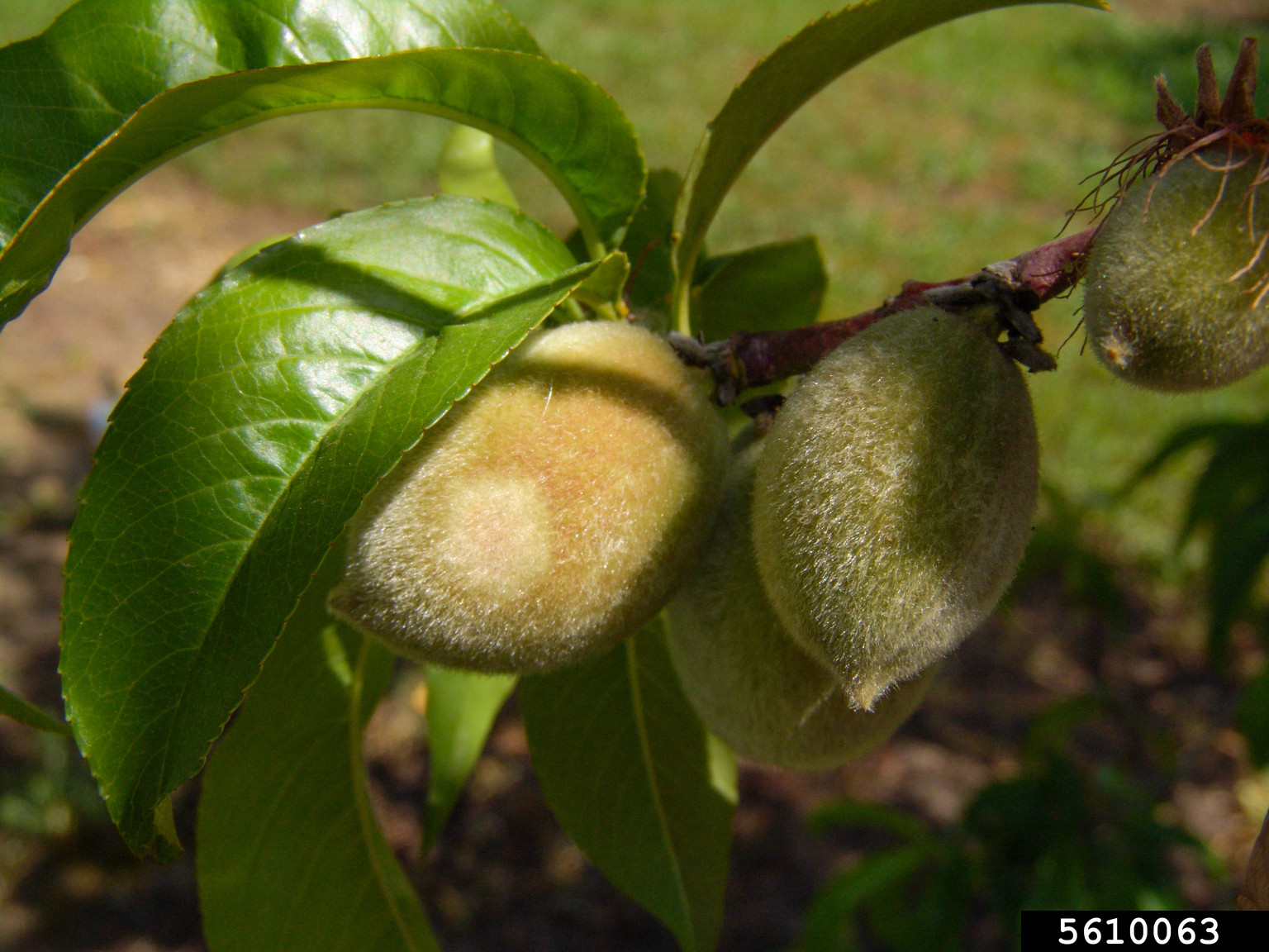 powdery mildew (Podosphaera pannosa (Wallr.) de Bary)