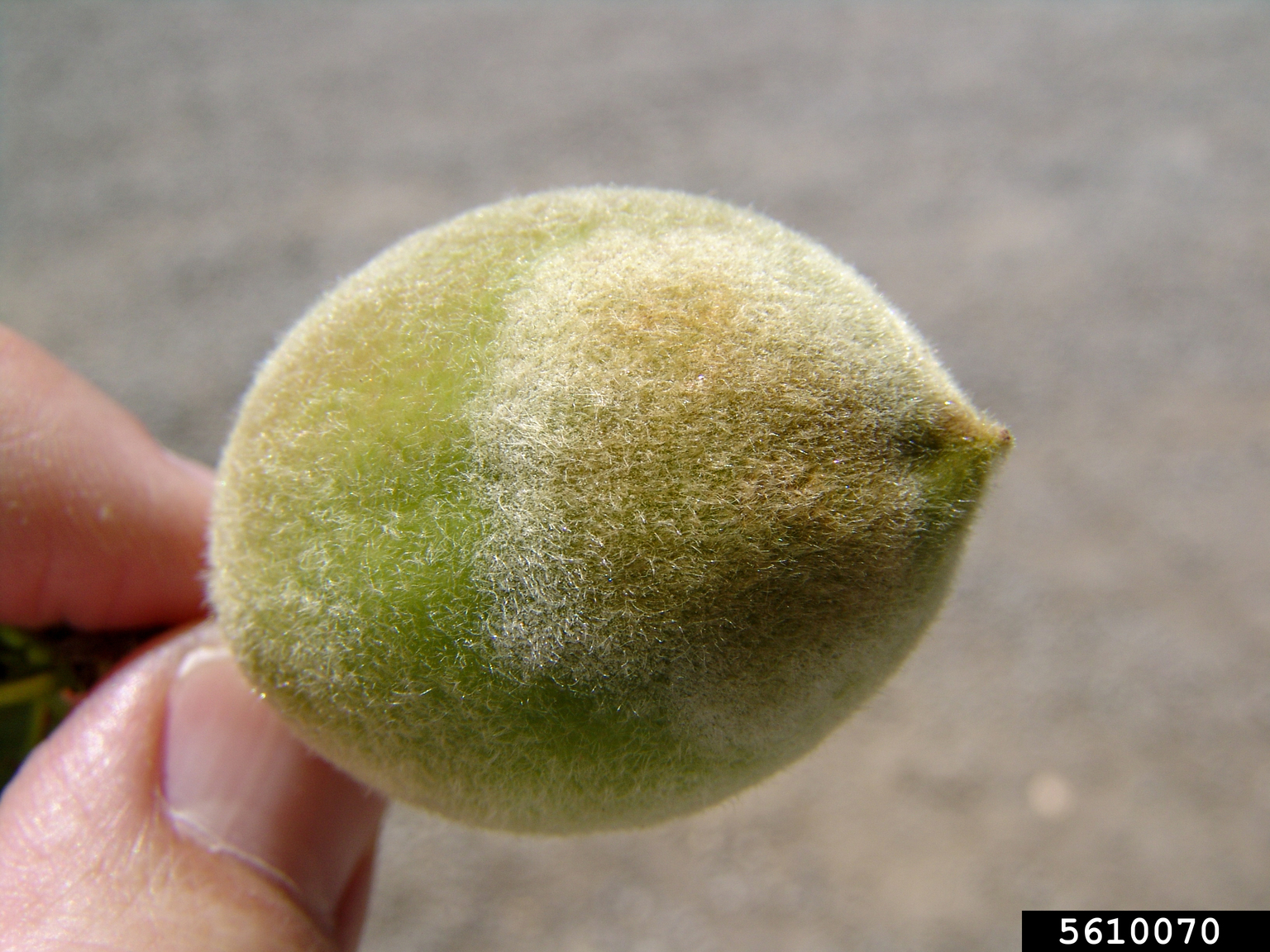 powdery mildew (Podosphaera pannosa (Wallr.) de Bary)