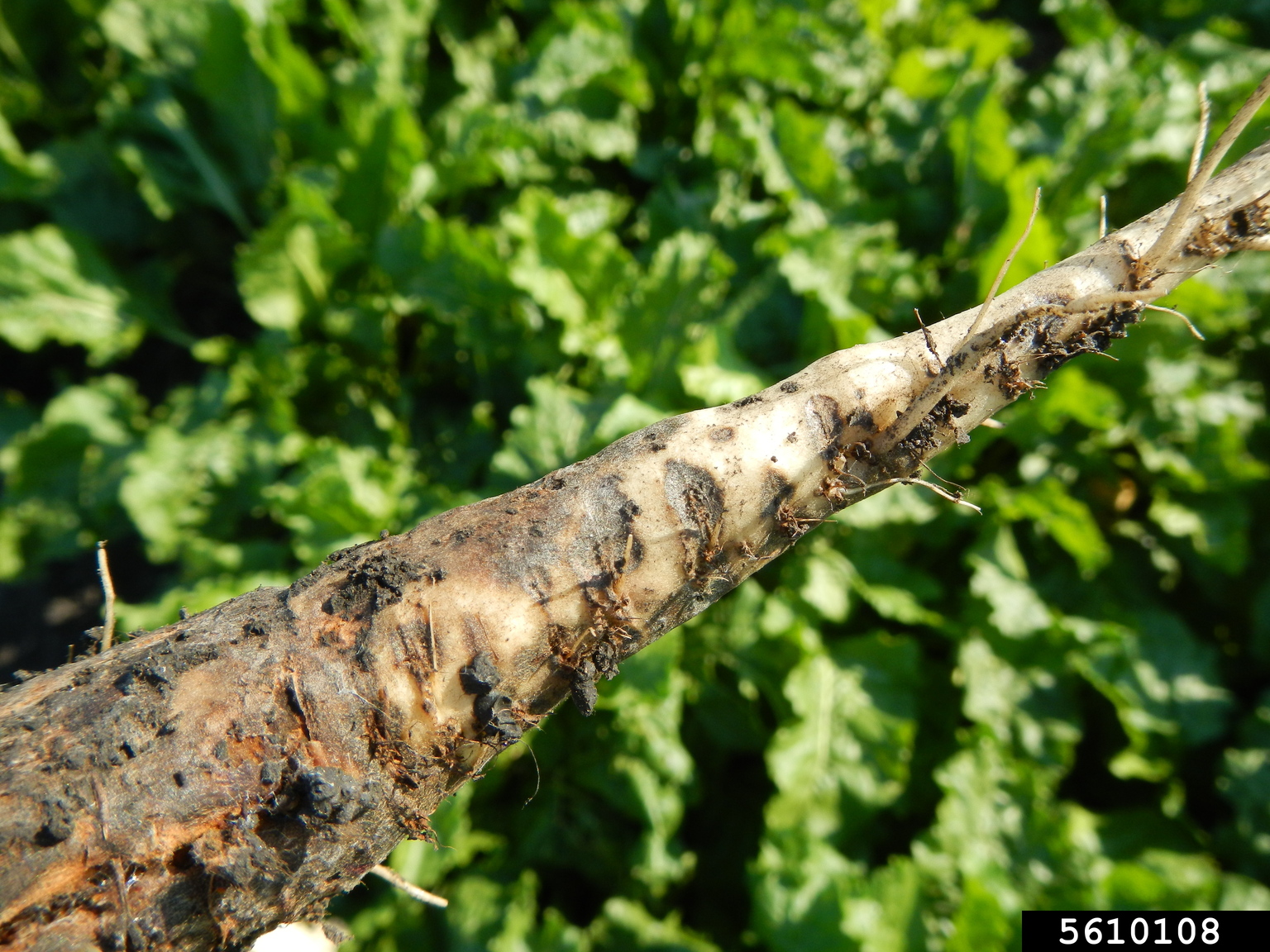 Rhizoctonia damping-off, blight and rot (Rhizoctonia solani J.G. Kühn)