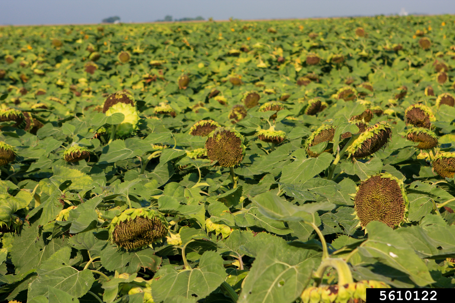 common sunflower (Helianthus annuus L.)