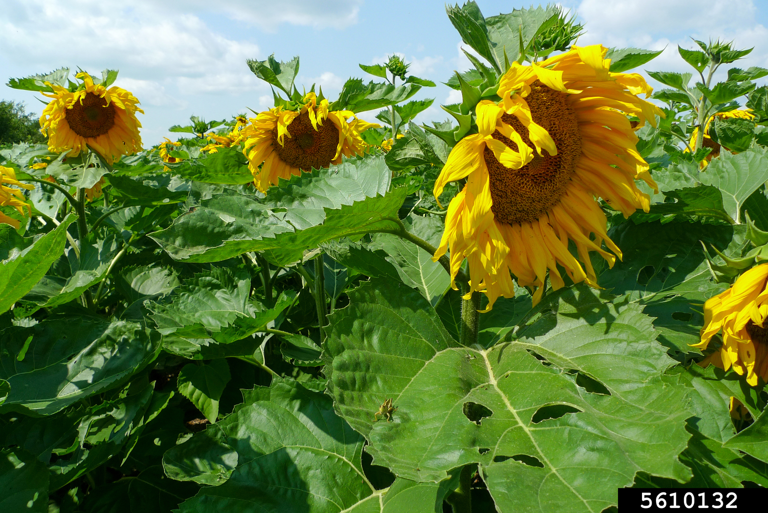 common sunflower (Helianthus annuus L.)