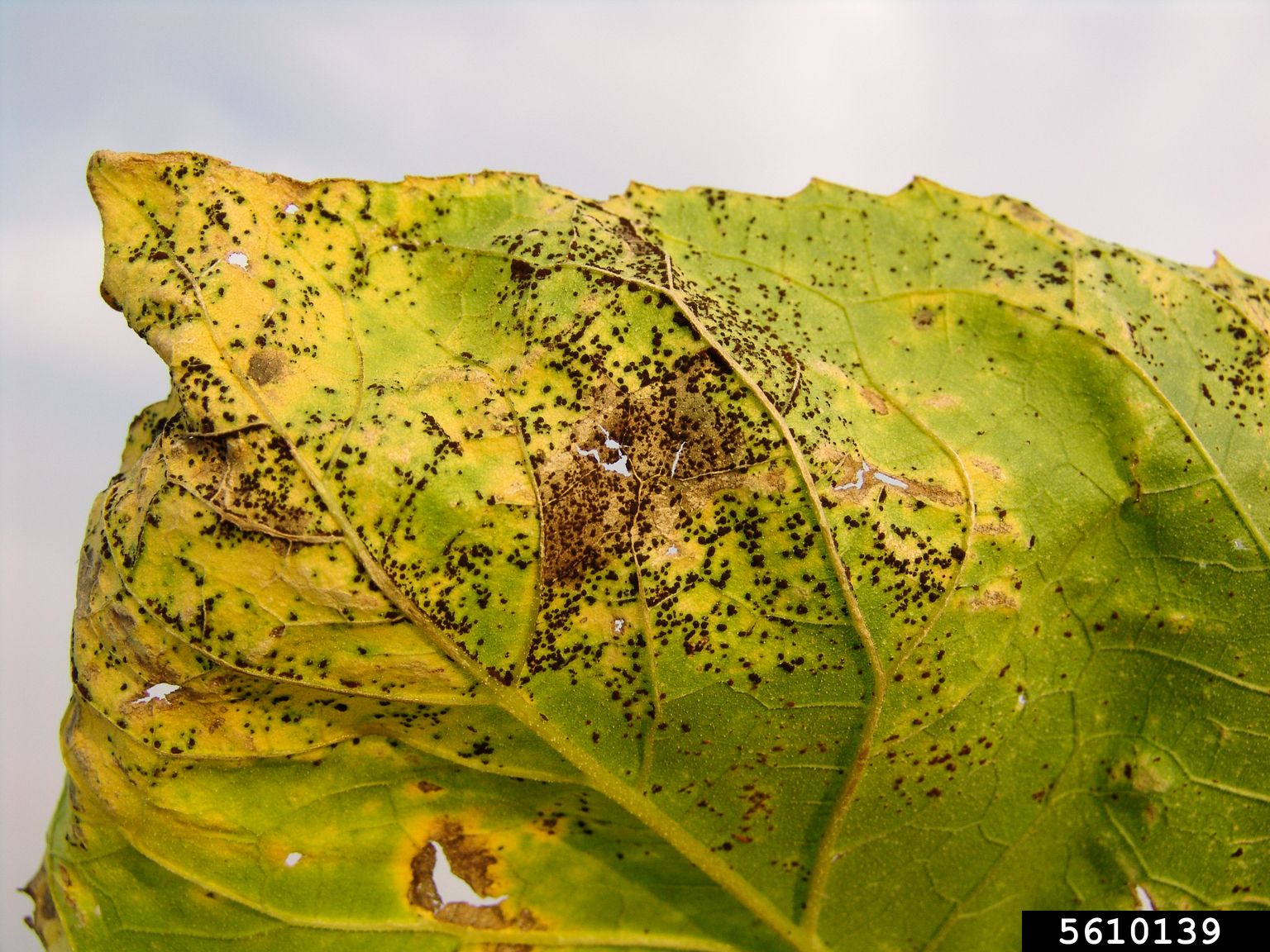 rust (Puccinia helianthi)