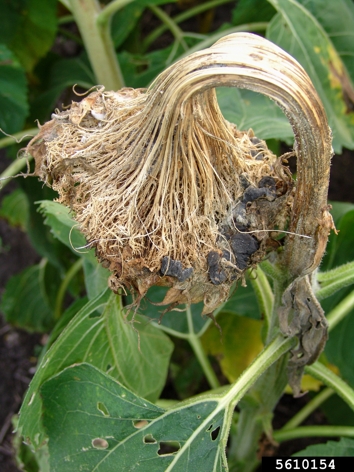 Sclerotinia timber rot (Sclerotinia sclerotiorum)