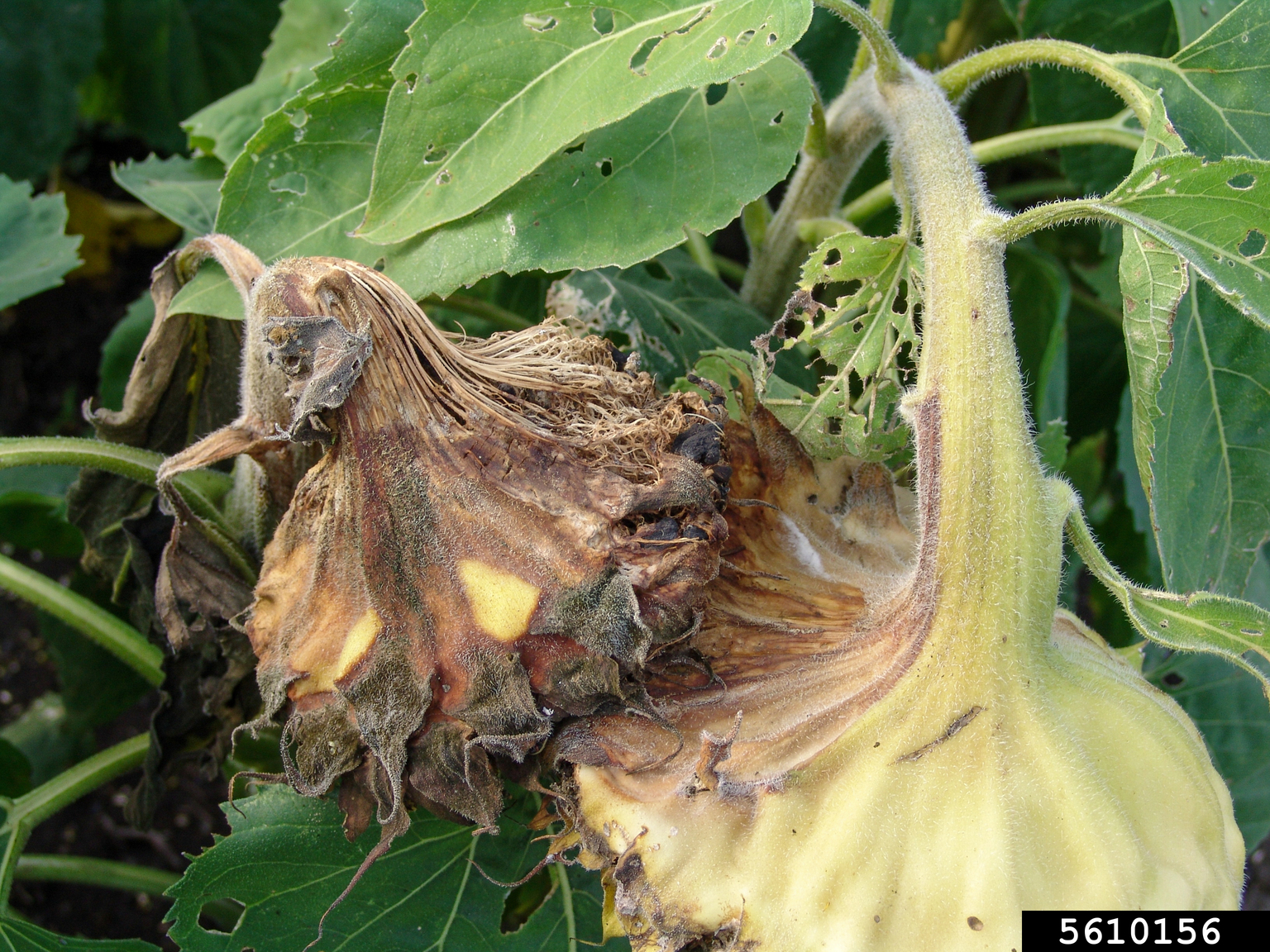 Sclerotinia timber rot (Sclerotinia sclerotiorum (Lib.) de Bary)