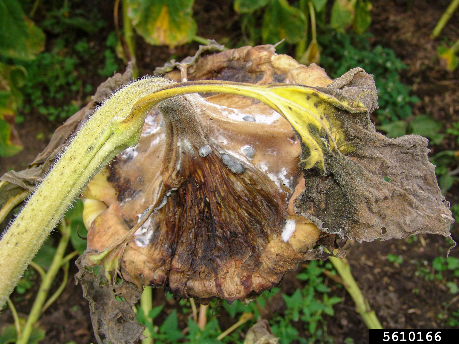 Sclerotinia timber rot (Sclerotinia sclerotiorum (Lib.) de Bary)