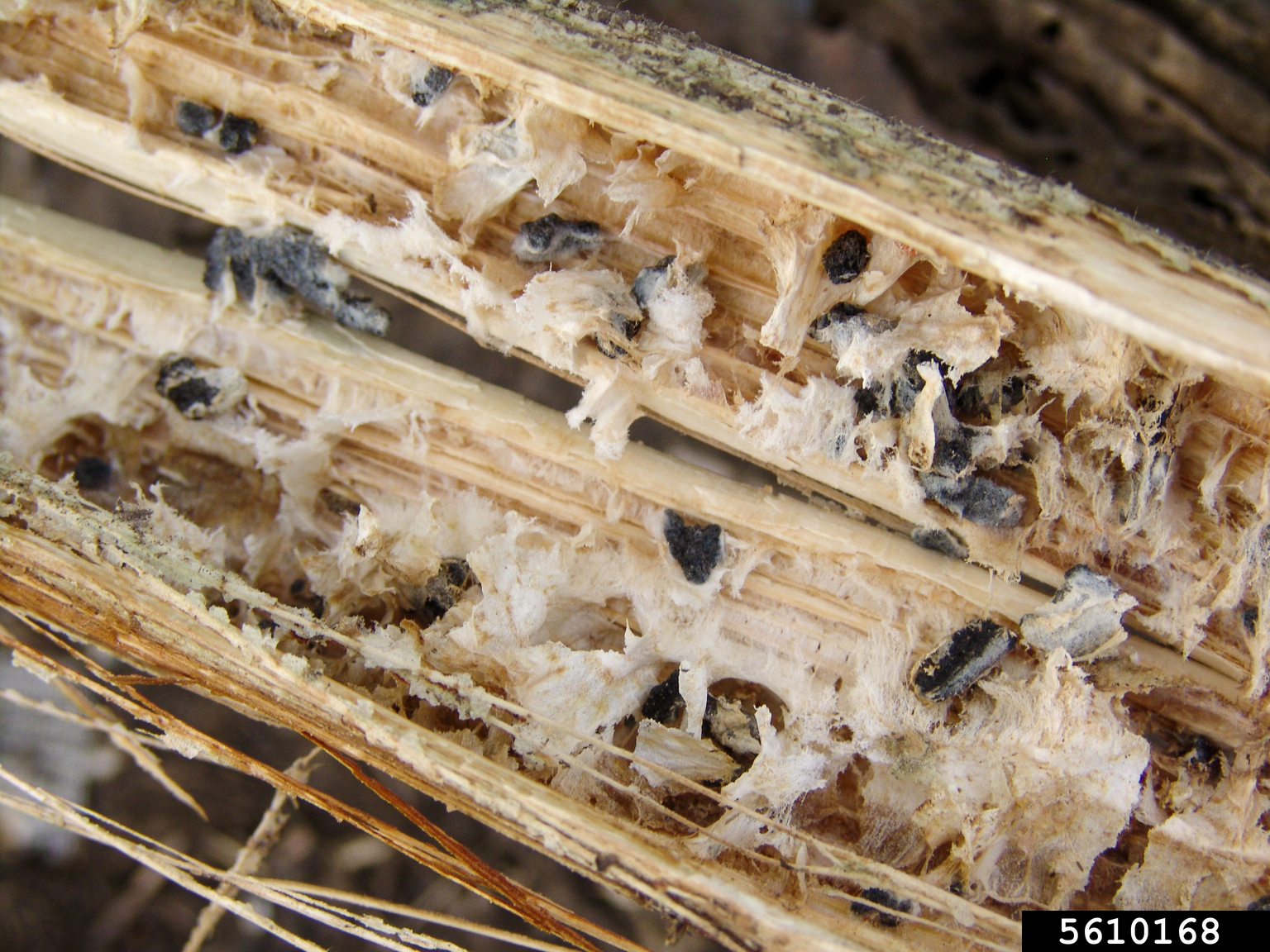 Sclerotinia timber rot (Sclerotinia sclerotiorum (Lib.) de Bary)