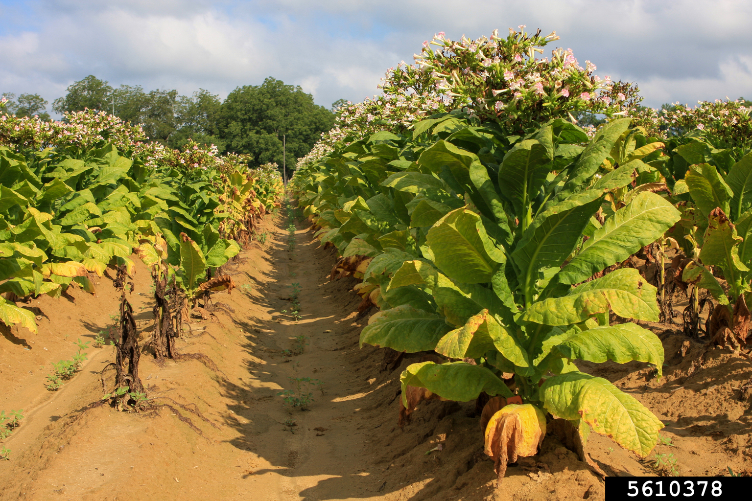 Phytophthora blight (Phytophthora nicotianae)