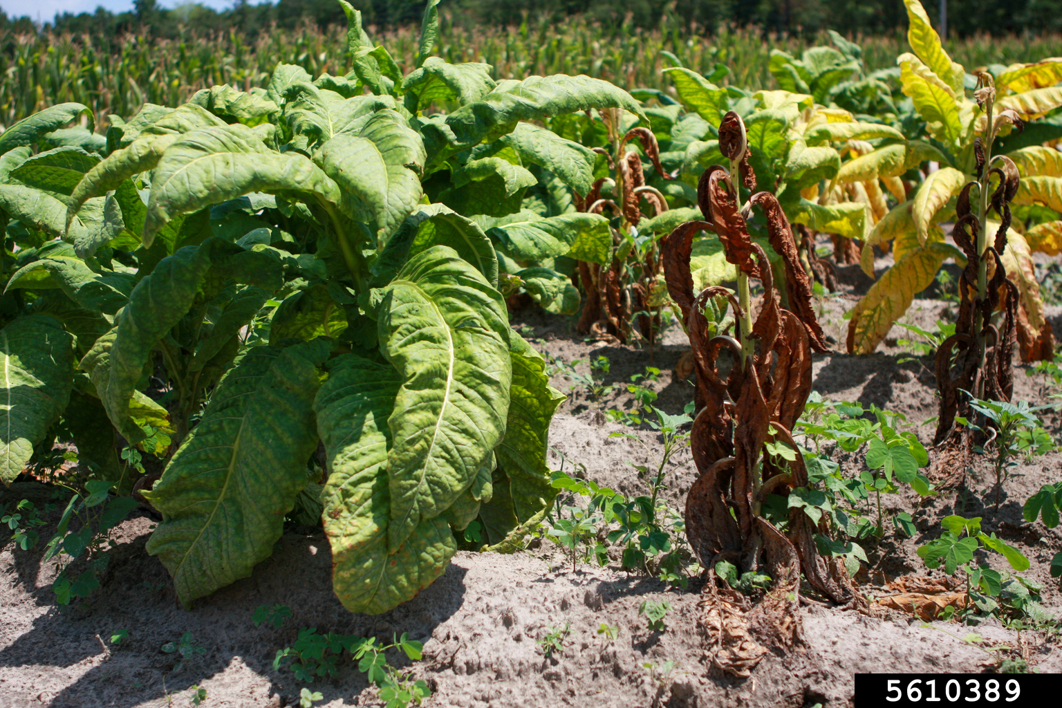 Phytophthora blight (Phytophthora nicotianae ) on flue-cured tobacco ...