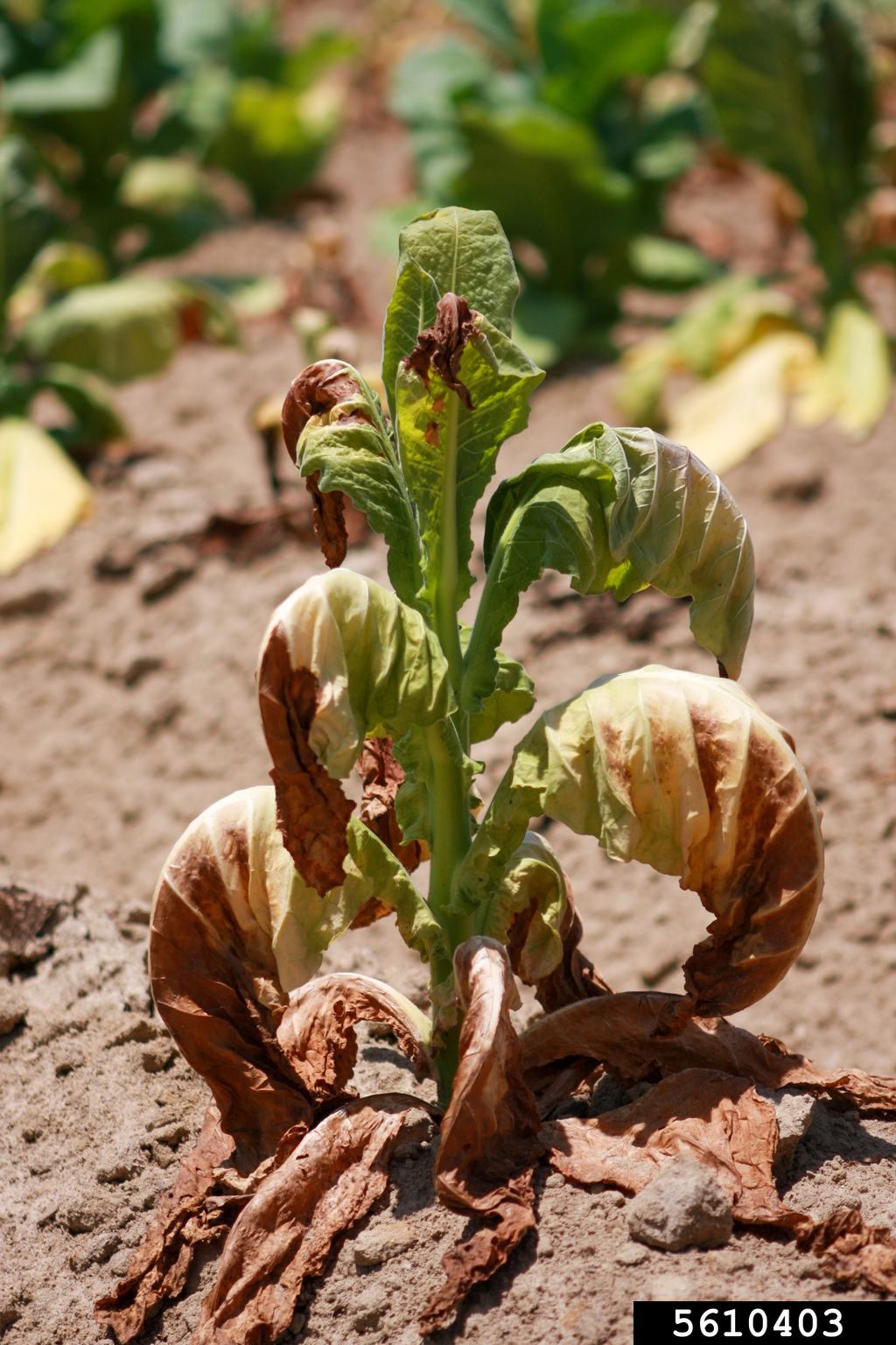 Phytophthora blight (Phytophthora nicotianae ) on flue-cured tobacco ...