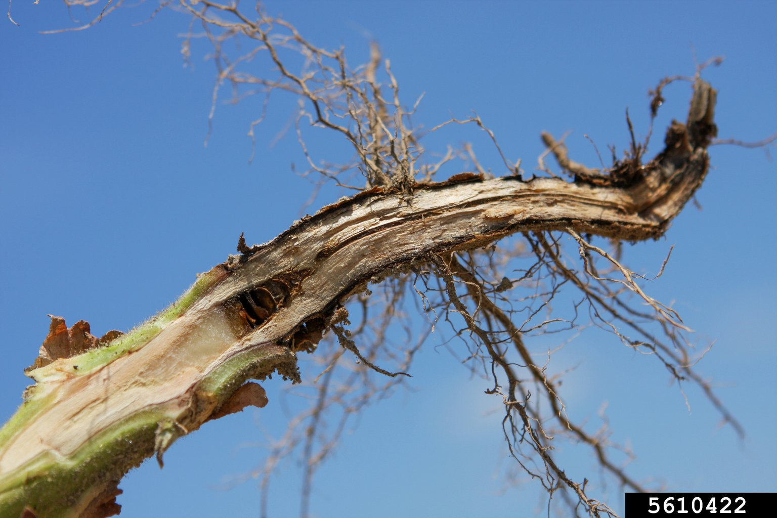 Phytophthora blight (Phytophthora nicotianae ) on flue-cured tobacco ...