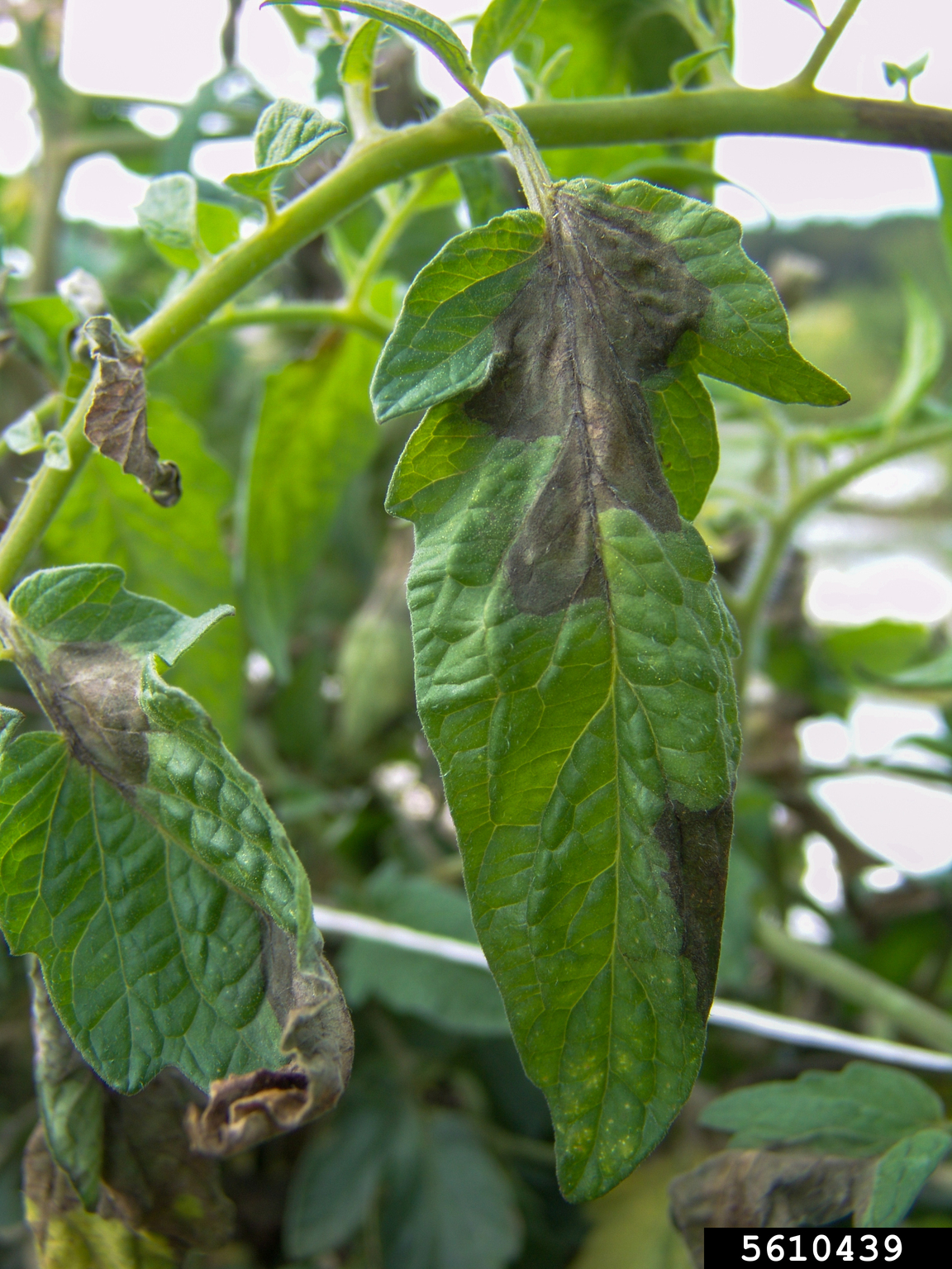 late blight (Phytophthora infestans)
