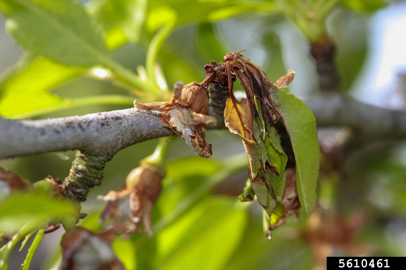 brown rot (Monilinia fructicola)
