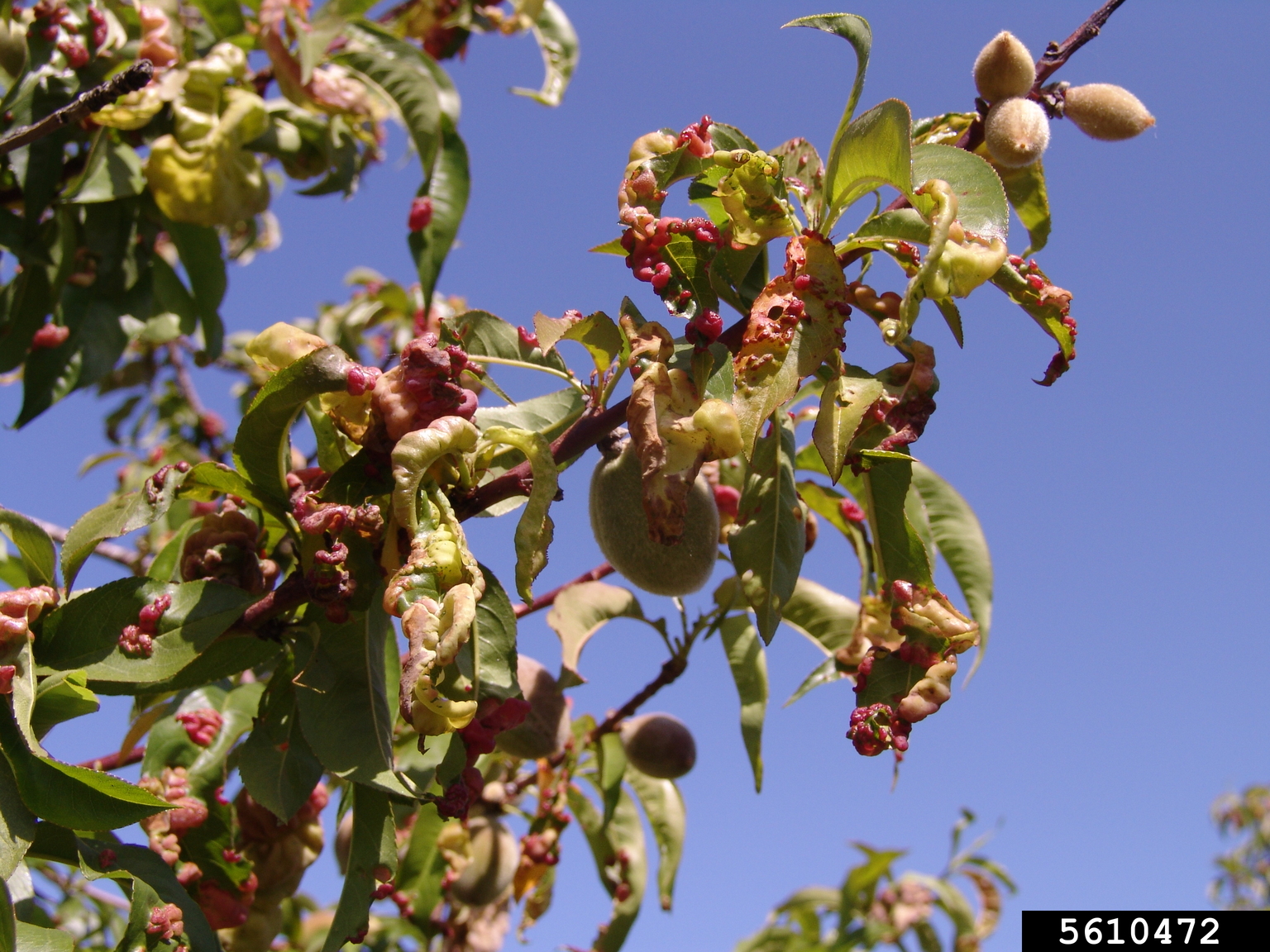 peach leaf curl (Taphrina deformans (Berk.) Tul.)