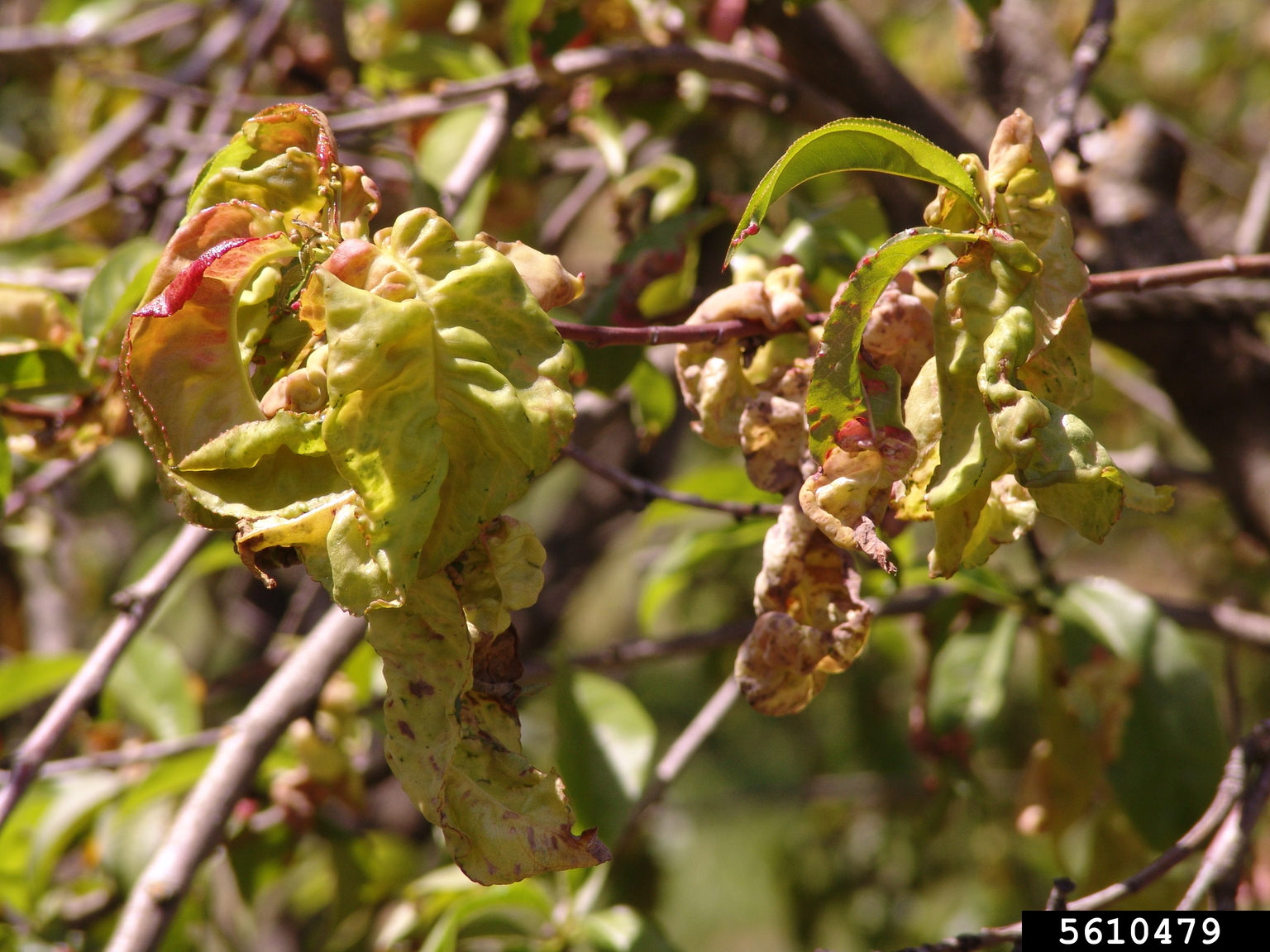 peach leaf curl (Taphrina deformans)