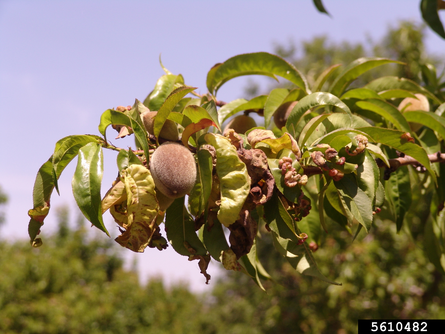 peach leaf curl (Taphrina deformans (Berk.) Tul.)