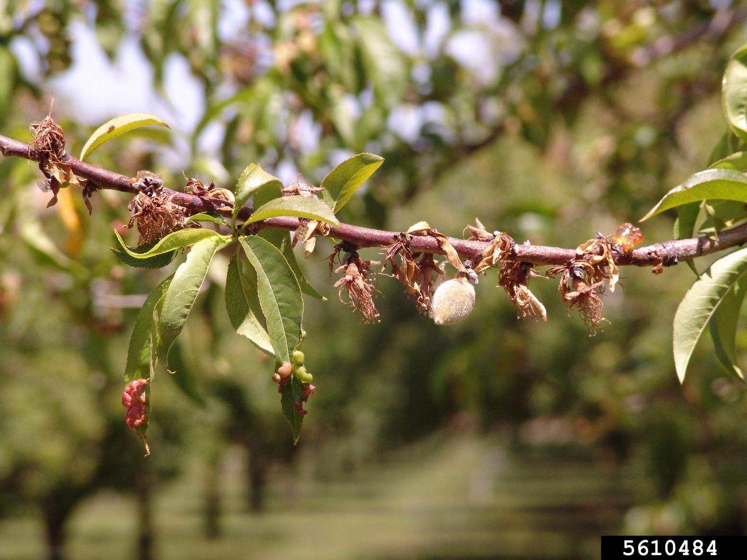 peach leaf curl (Taphrina deformans (Berk.) Tul.)