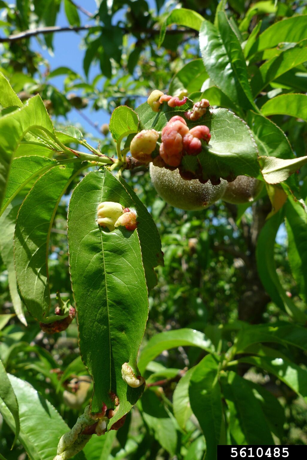 peach leaf curl (Taphrina deformans (Berk.) Tul.)
