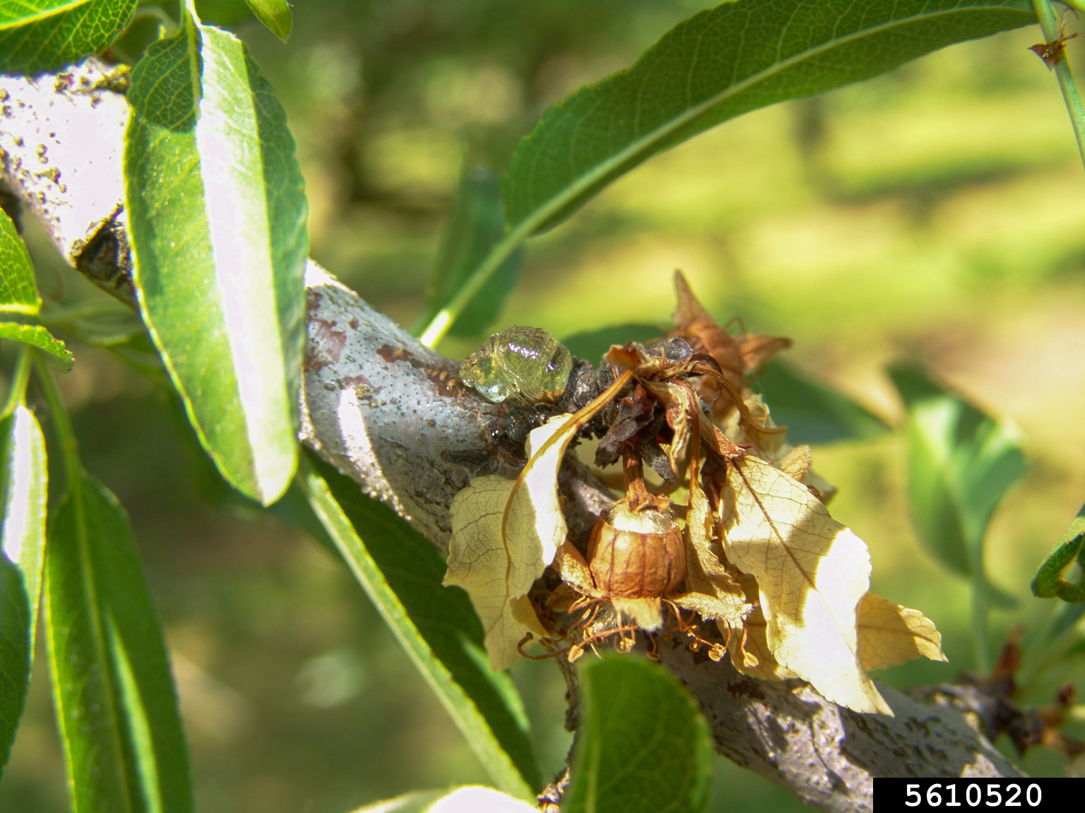 brown rot (Monilinia fructicola (G. Wint.) Honey)