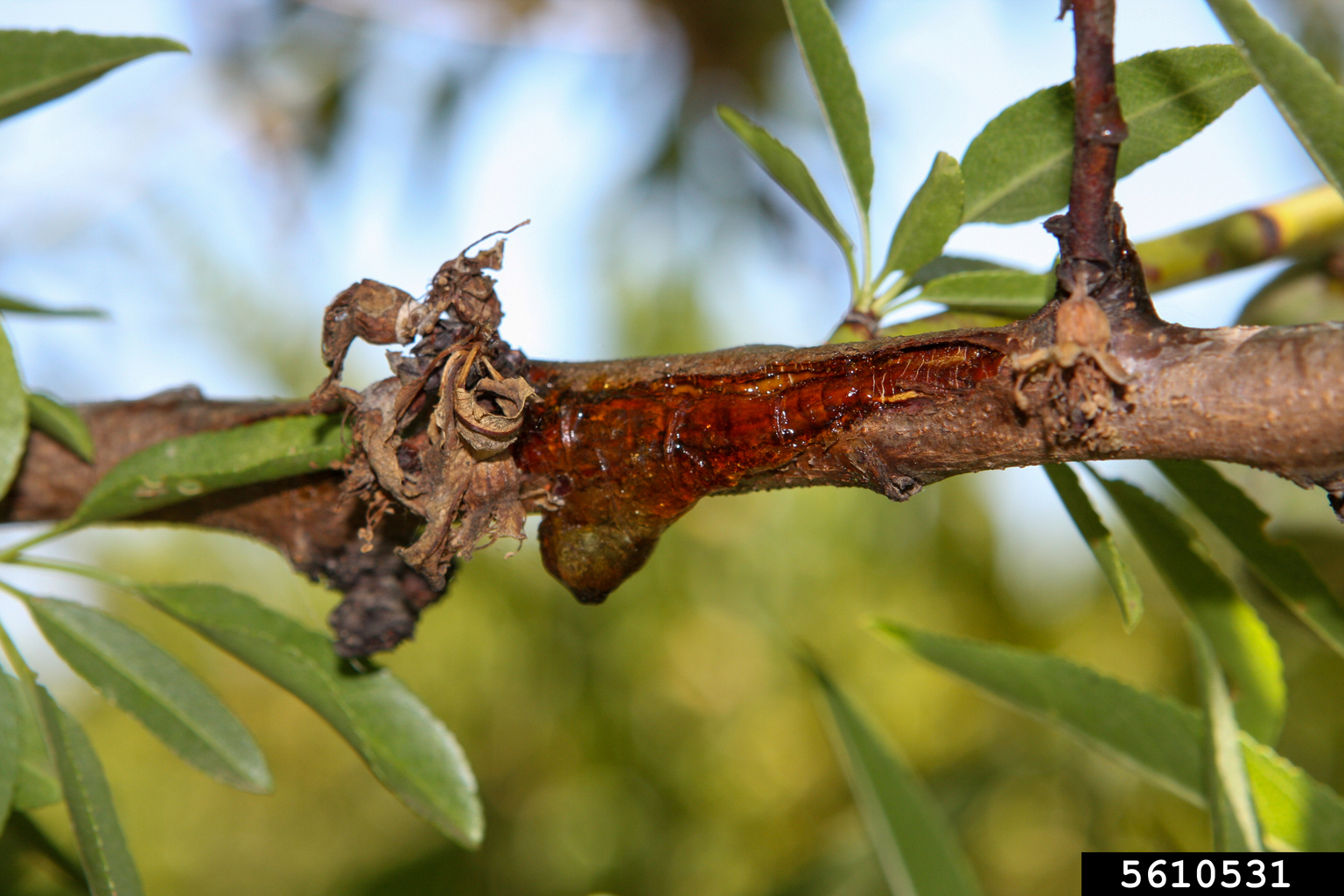 brown rot (Monilinia fructicola (G. Wint.) Honey)