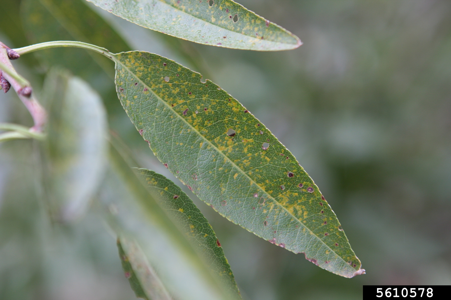 rust (Tranzschelia discolor (Fuckel) Tranzschel & M.A. Litv.)